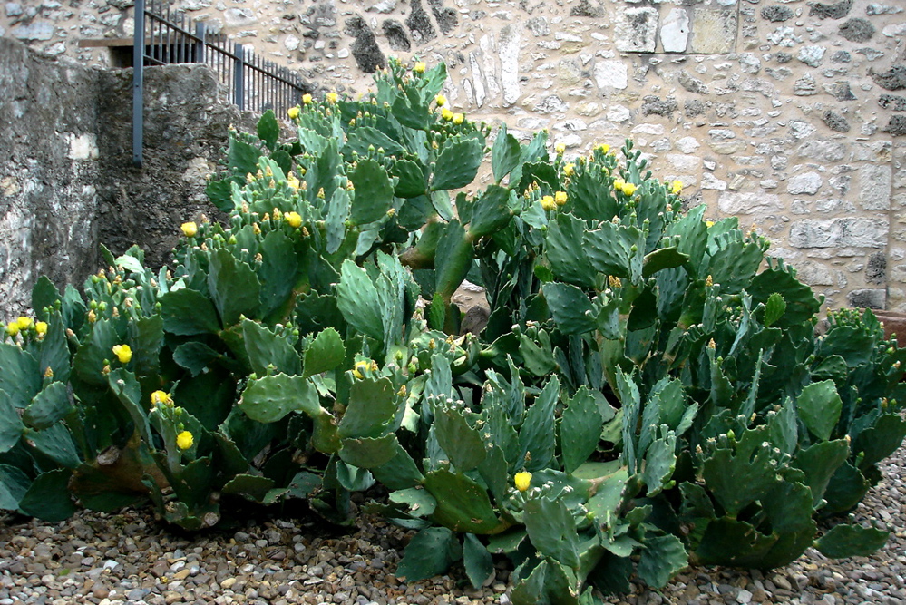 Catus | Pics4Learning