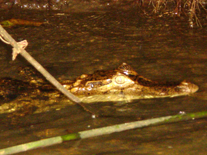 Caiman | Pics4Learning