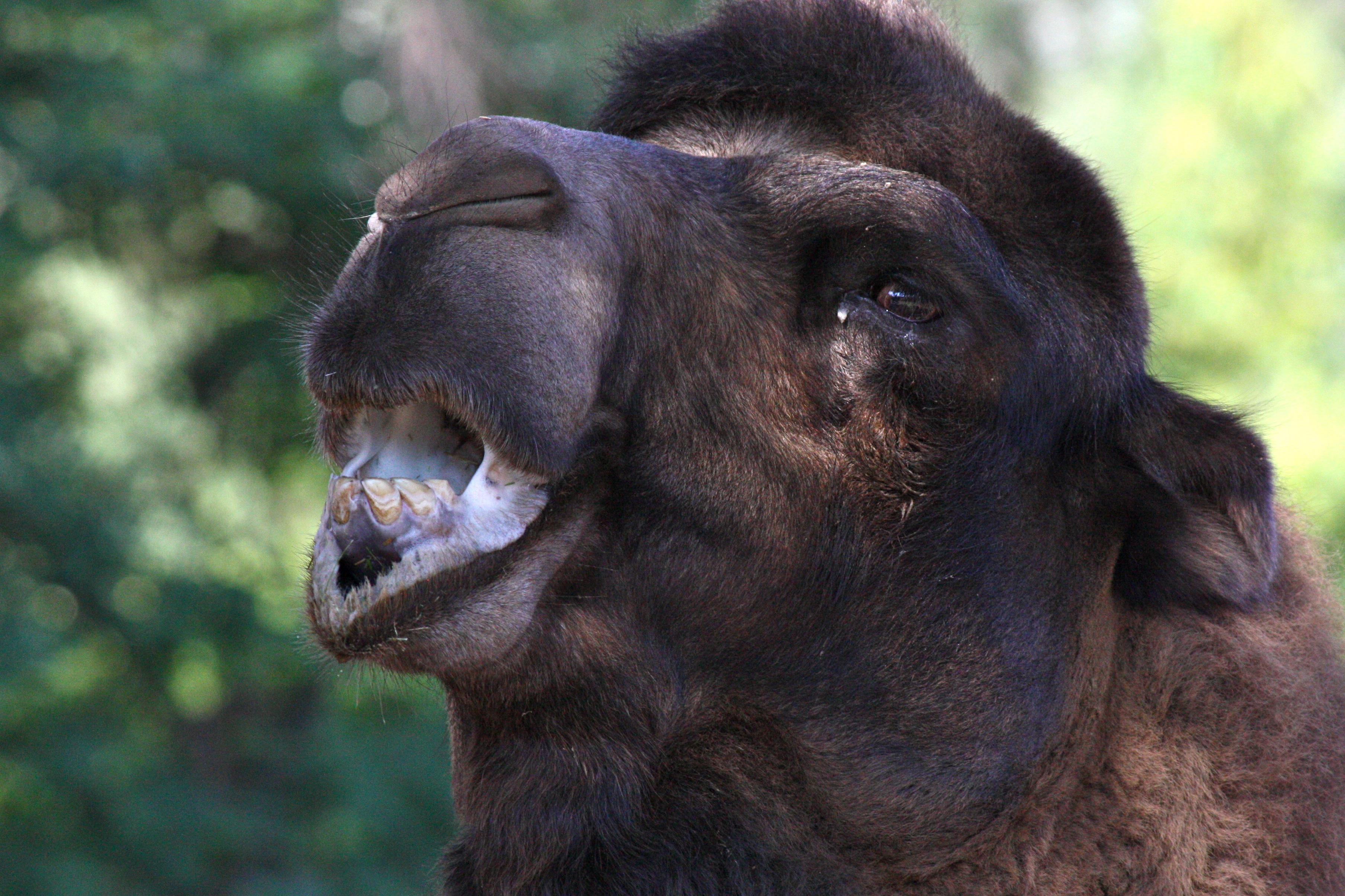 Camel laughs | Pics4Learning