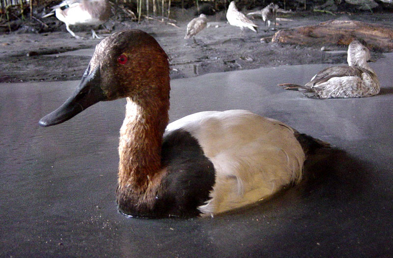 Canvasback Duck | Pics4Learning