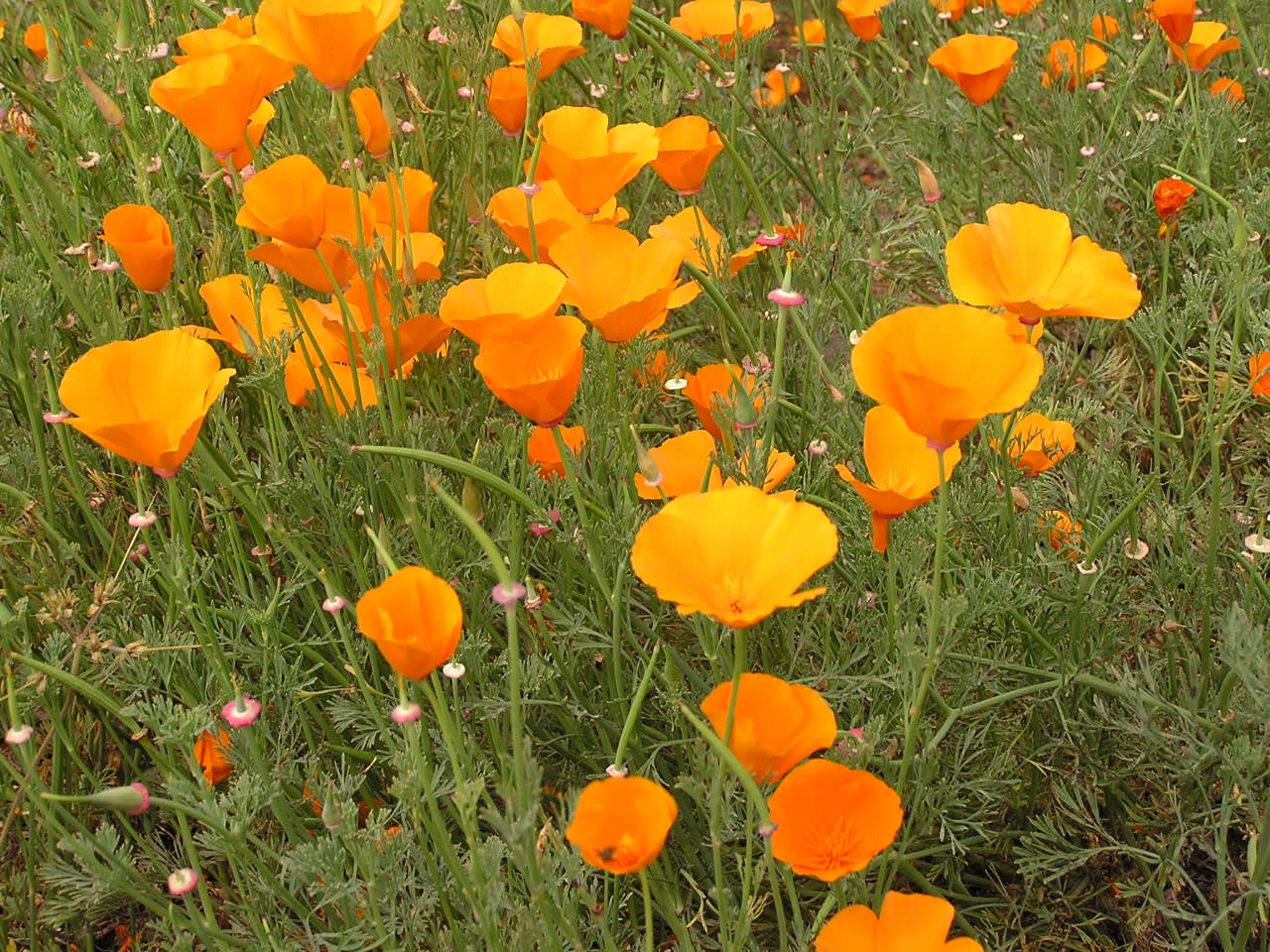 California poppies | Pics4Learning