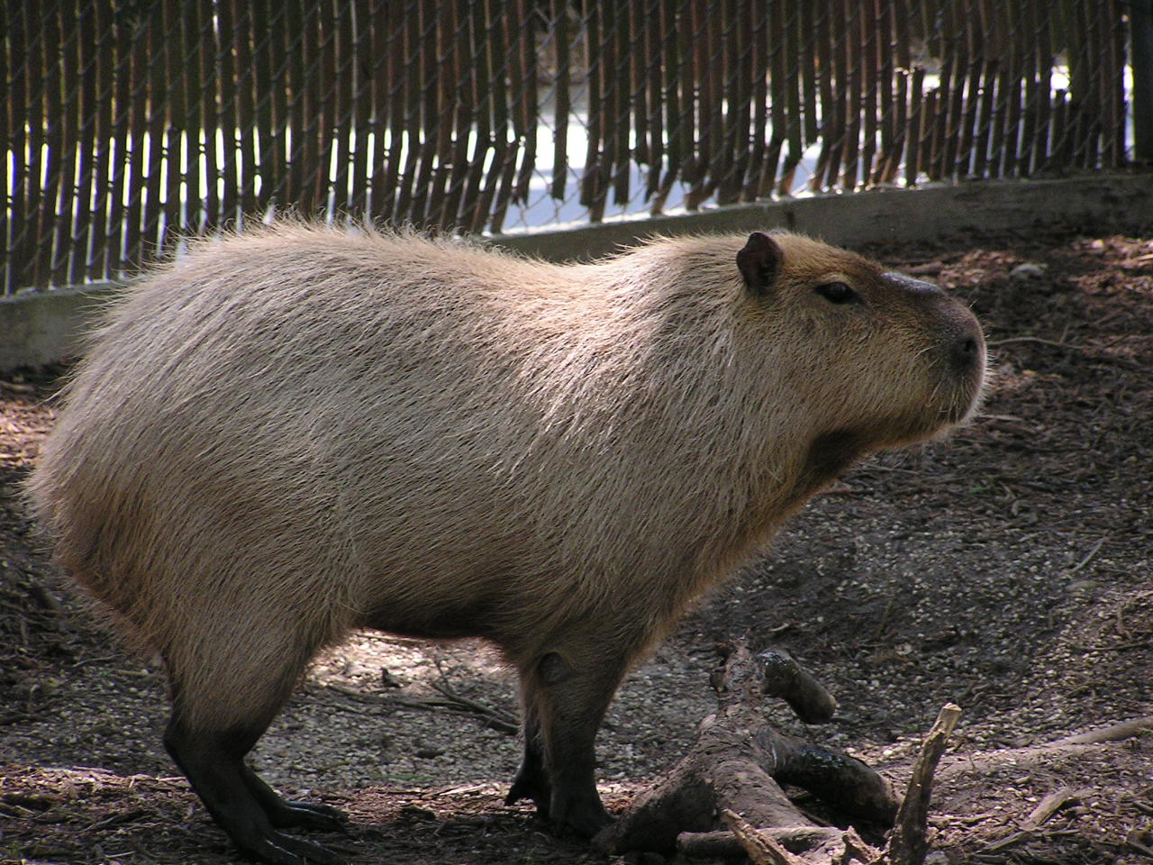 Capybara The Capybara Of The South American Rainforest Is The Largest Capybara The Capybara Of The South American Rainforest Is The Largest