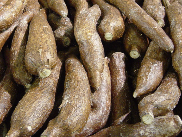 Cassava