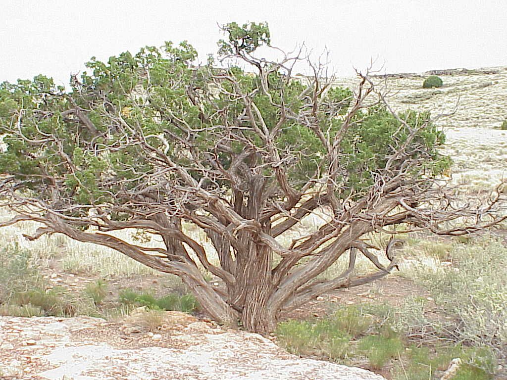Juniper tree | Pics4Learning