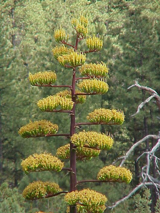 Century Plant flowers | Pics4Learning