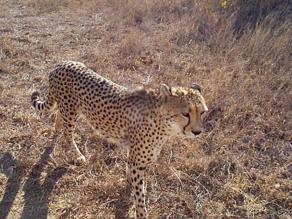 cheetah 1 | Pics4Learning