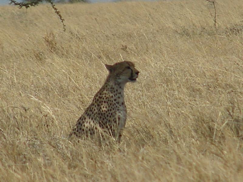 Cheetah Pose | Pics4Learning