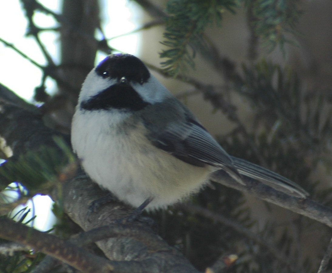 Chickadee1 | Pics4Learning