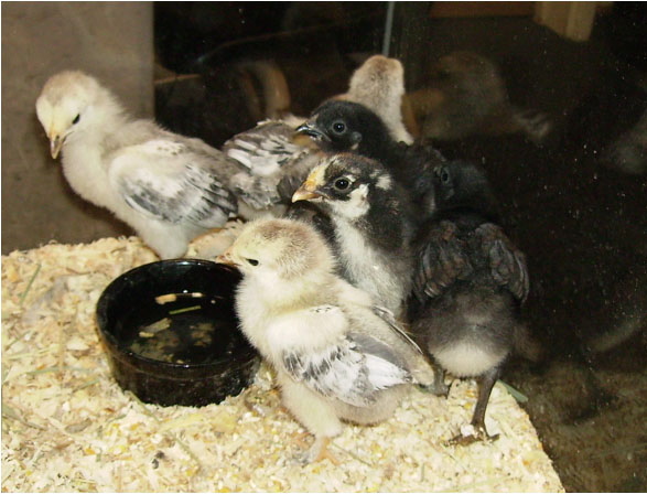 Classroom chick hatching | Pics4Learning