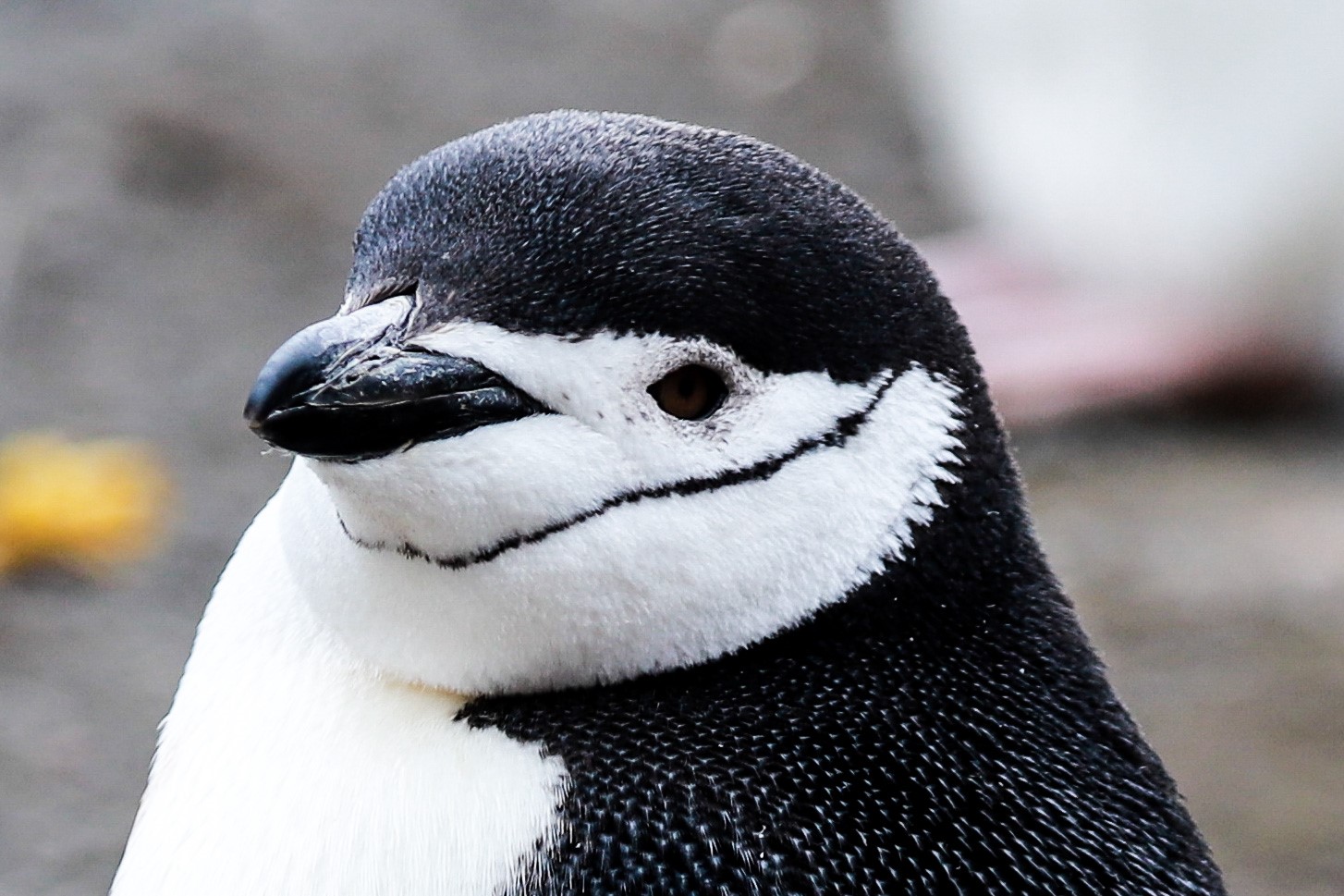 Chinstrap Penguin | Pics4Learning