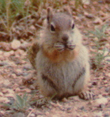 chipmonk | Pics4Learning