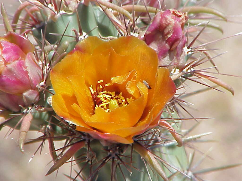 Cholla Flower - orange Closeup | Pics4Learning