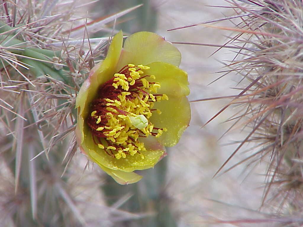 Cholla Flower | Pics4Learning