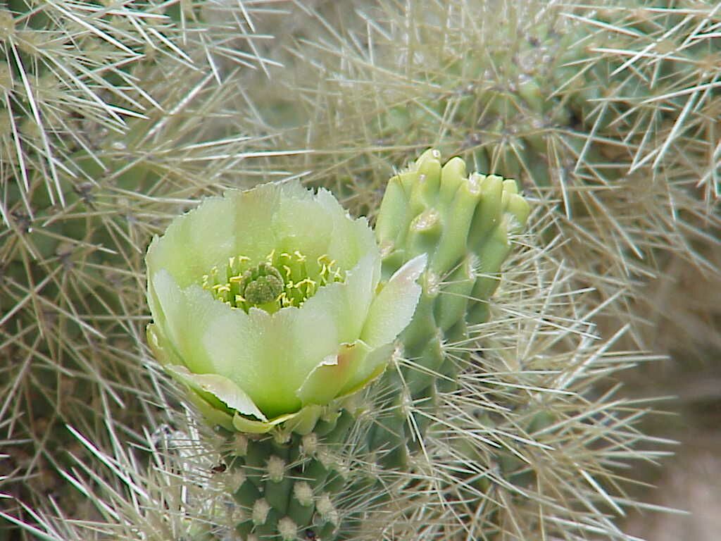 Cholla flower-yellow | Pics4Learning