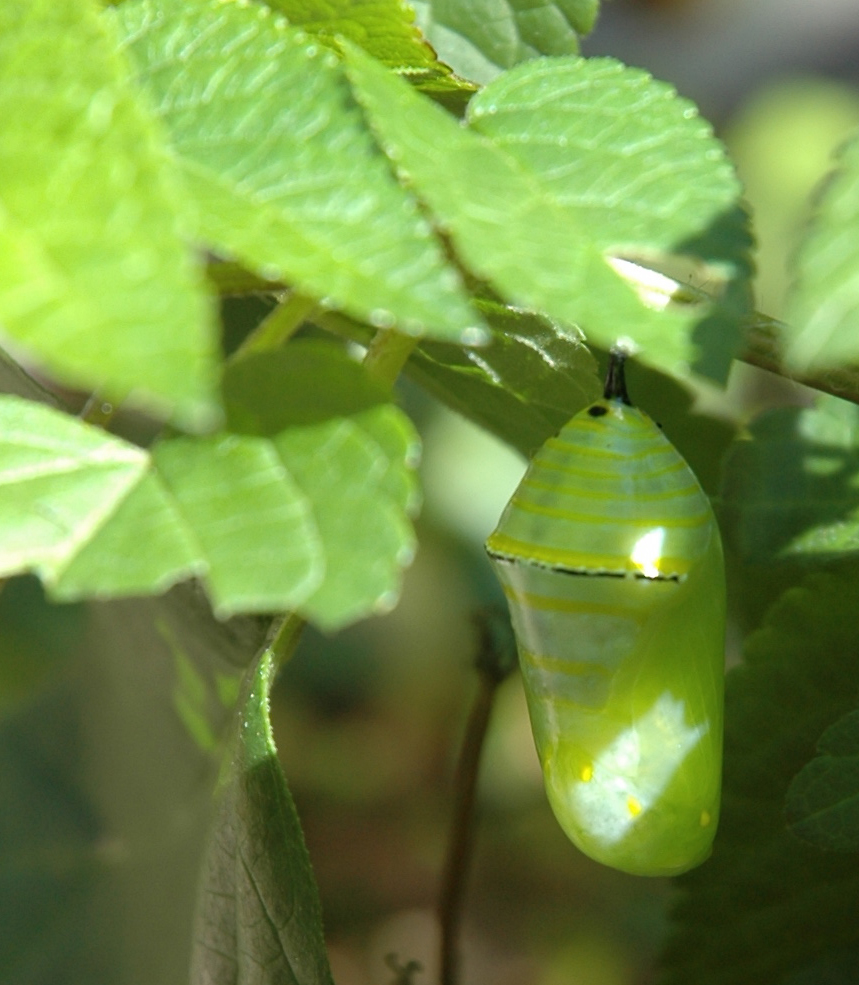 Monarch butterfly chrysalis | Pics4Learning