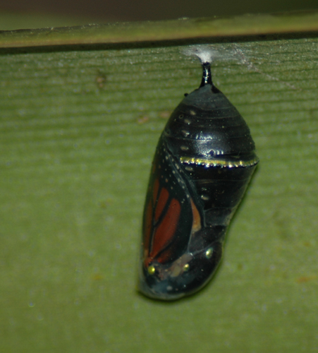 Monarch about to hatch from a transparent chrysalis | Pics4Learning