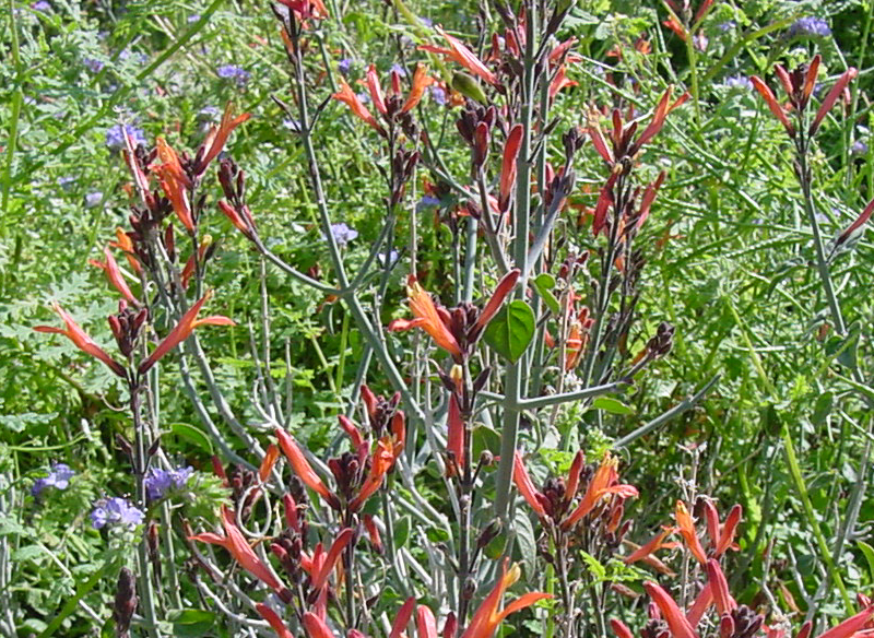 Chuparosa - Beloperone californica | Pics4Learning