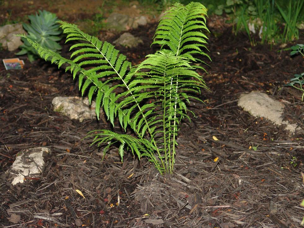 Cinnamon Fern | Pics4Learning