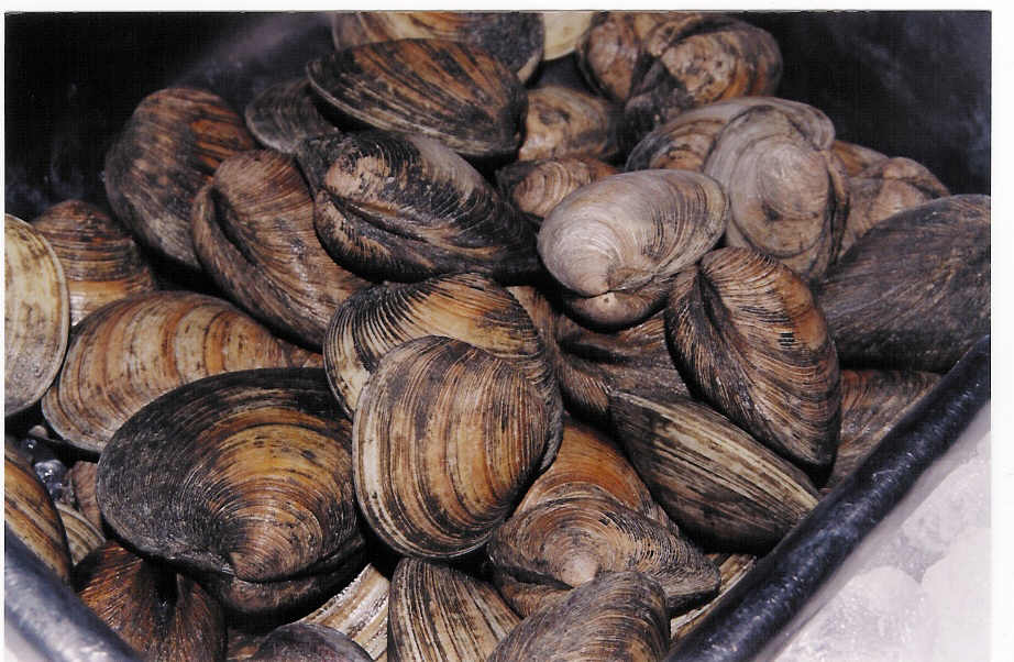 Fresh Clams | Pics4Learning