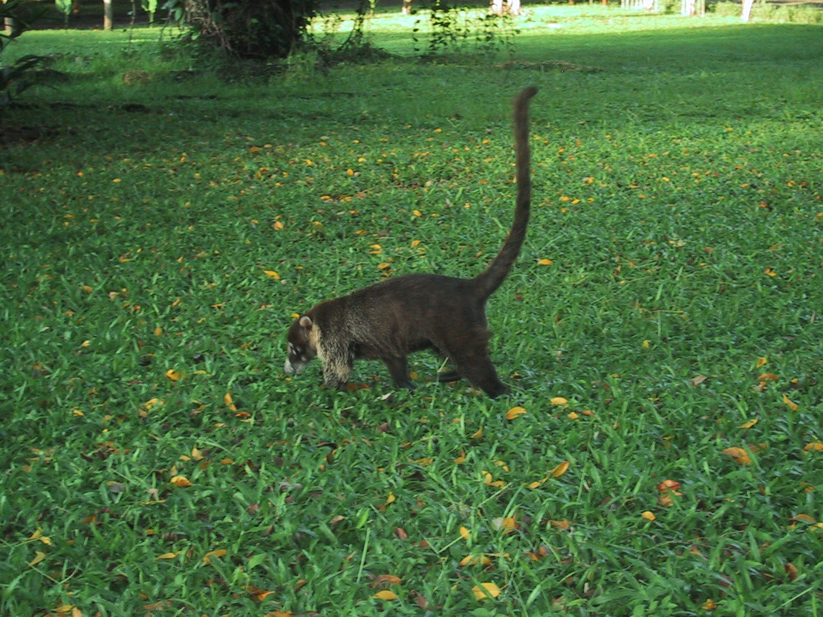 coati | Pics4Learning