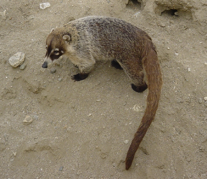 Coati | Pics4Learning