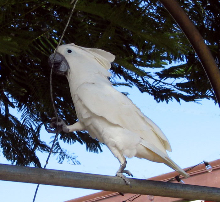 White-crested cockatoo | Pics4Learning