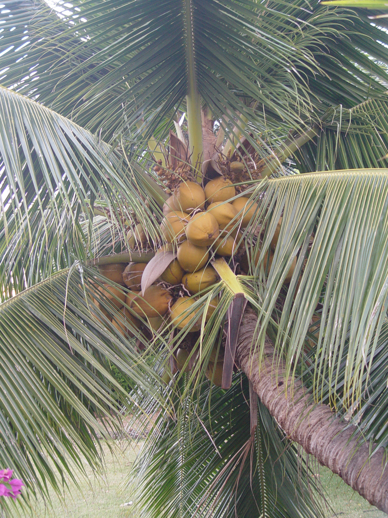 Coconut Palm | Pics4Learning