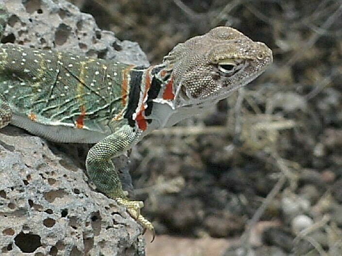 Collared Lizard | Pics4Learning