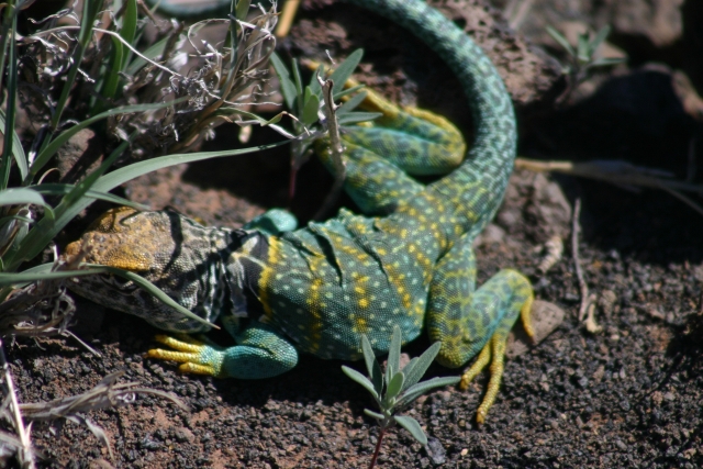 Collared Lizard | Pics4Learning