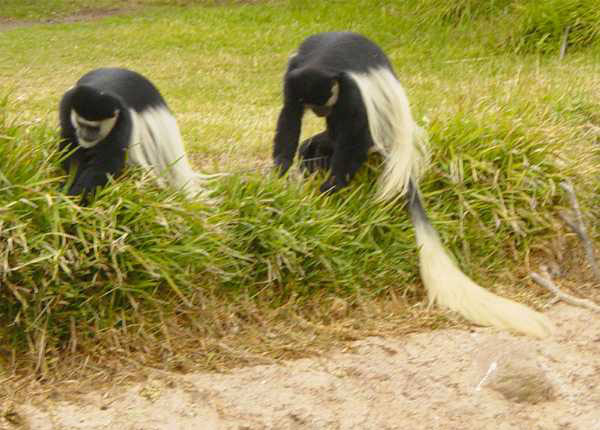Colobus Monkey | Pics4Learning