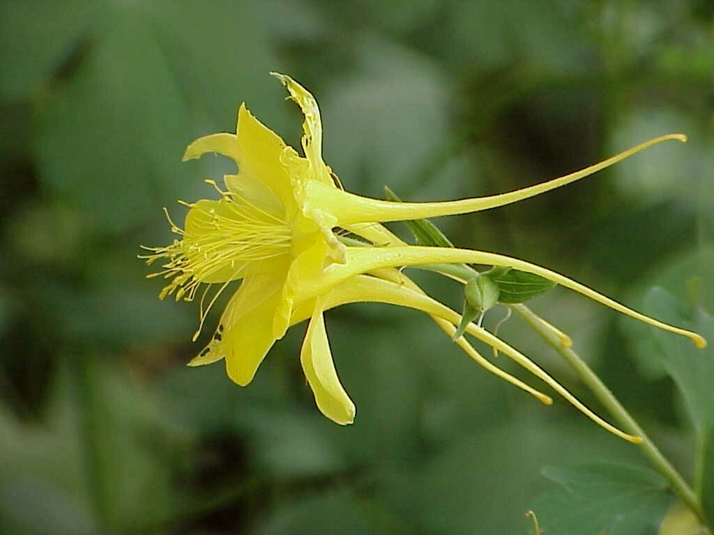 Yellow Columbine | Pics4Learning