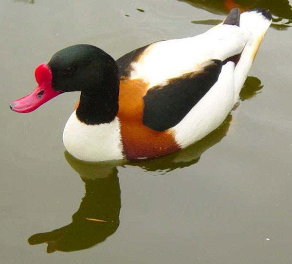 Common Shelduck | Pics4Learning