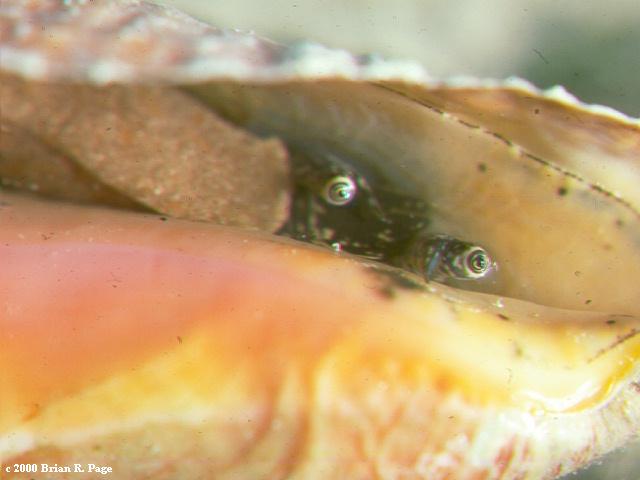 Eyes of a conch | Pics4Learning