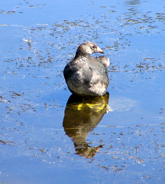 Coot Chick | Pics4Learning