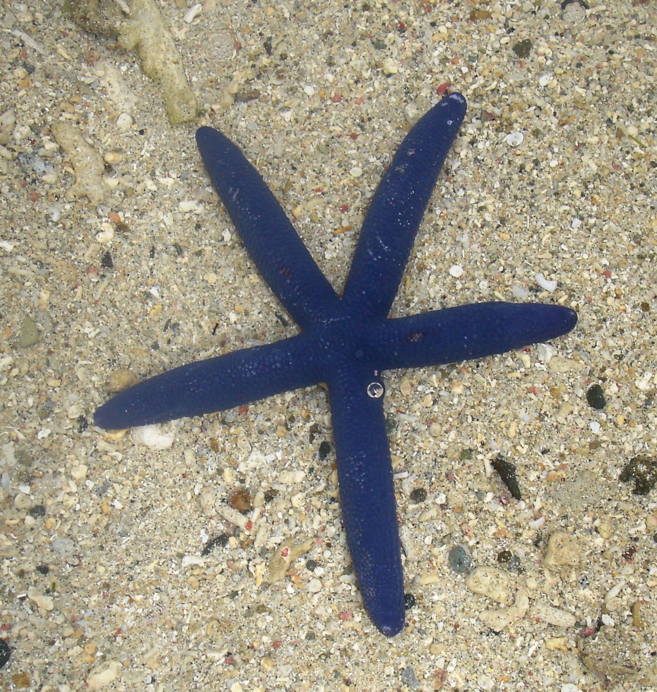 Blue Starfish | Pics4Learning