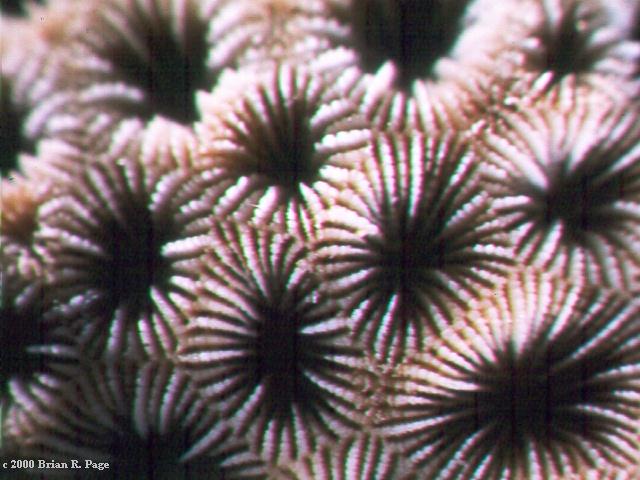 Coral shell | Pics4Learning