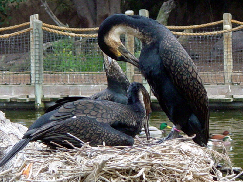 Pair of Cormorants | Pics4Learning