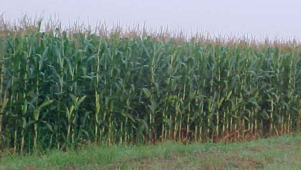 Missouri Corn | Pics4Learning