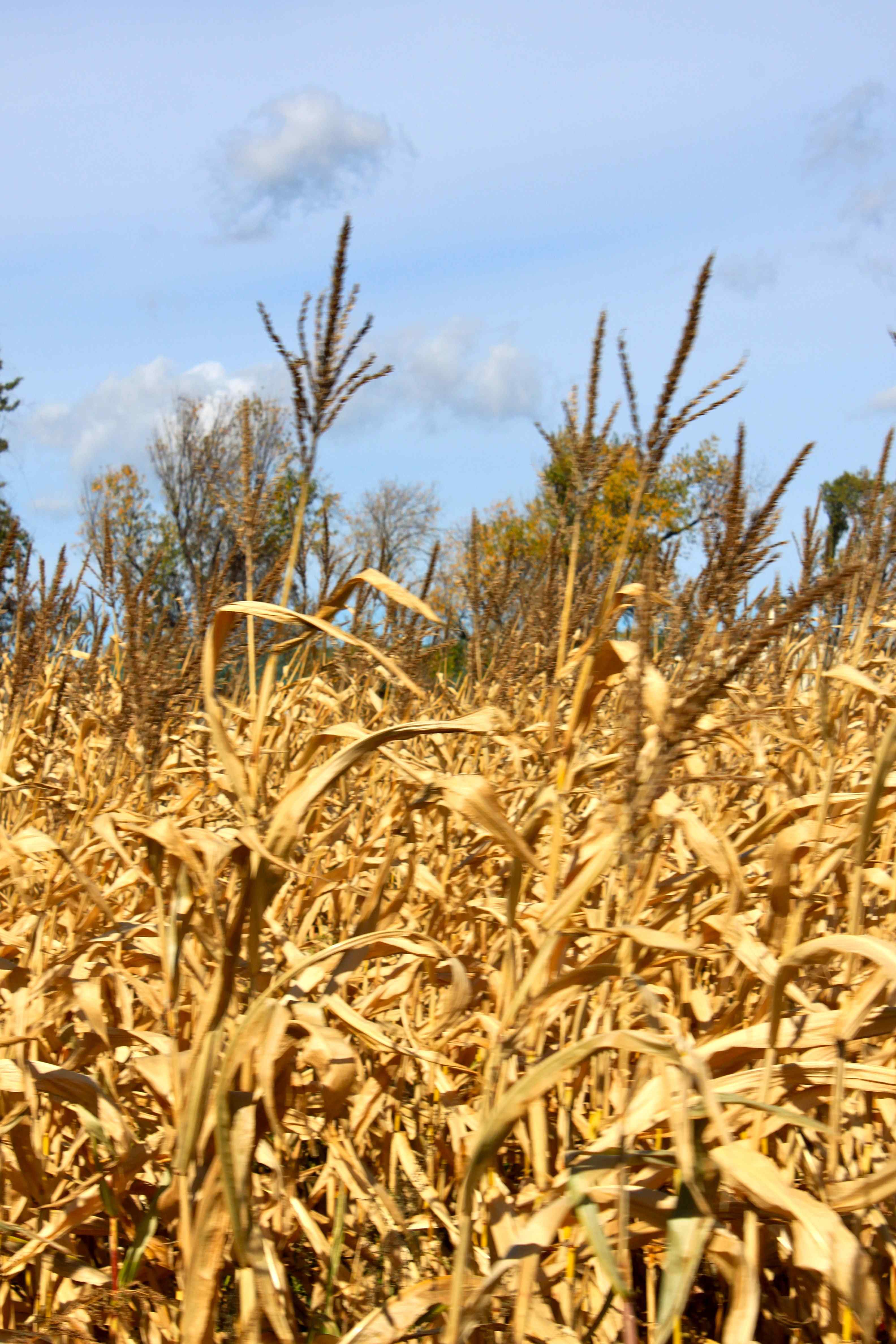 corn | Pics4Learning