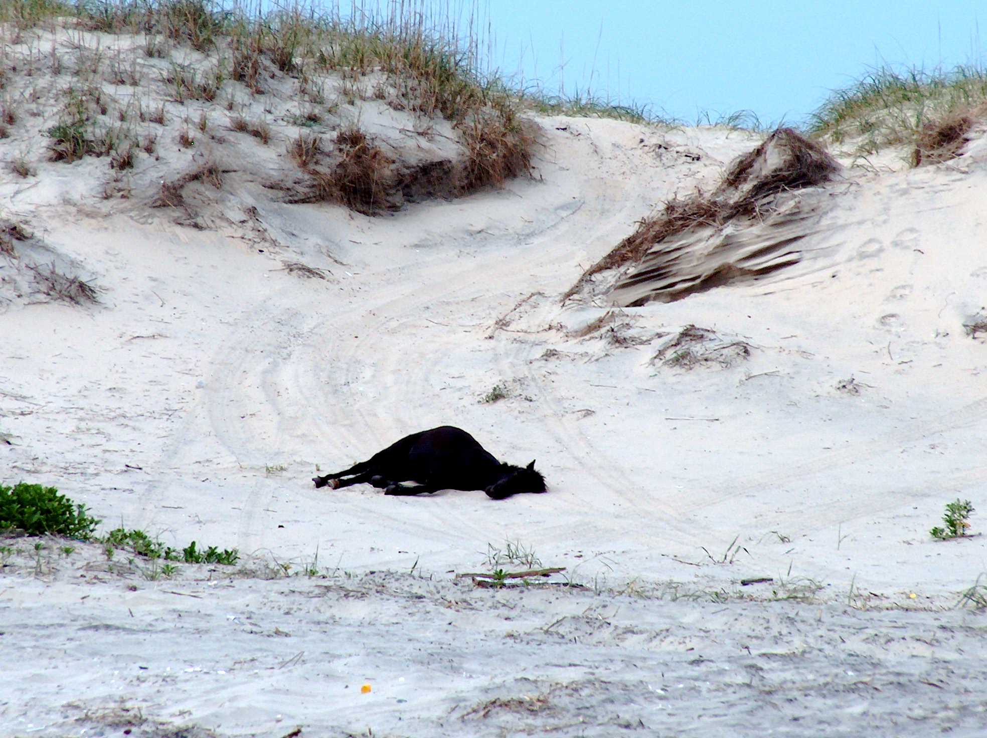 Wild Horses of Corolla | Pics4Learning
