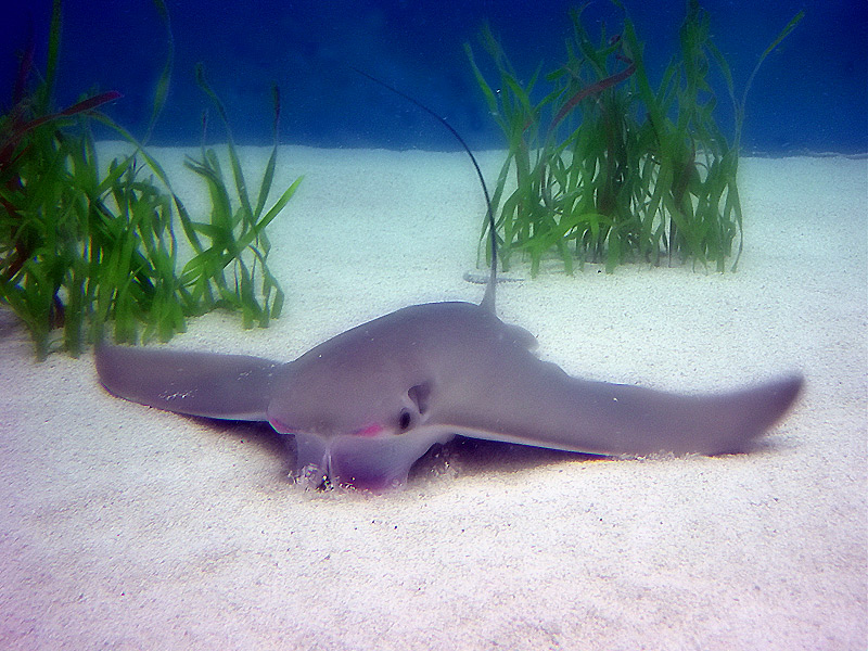 COWNOSE RAY | Pics4Learning