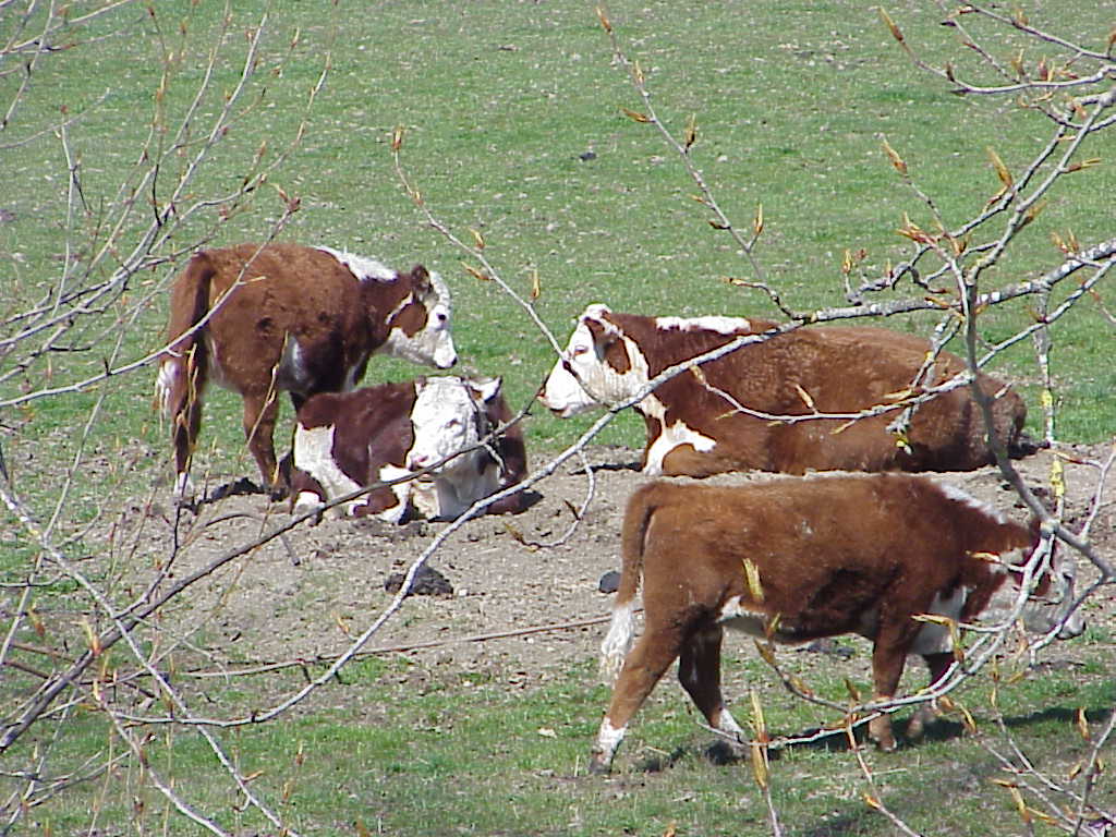 Cows | Pics4Learning