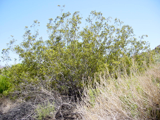 Creosote Bush | Pics4Learning