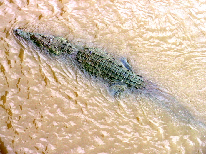 Crocodile swimming in a river | Pics4Learning