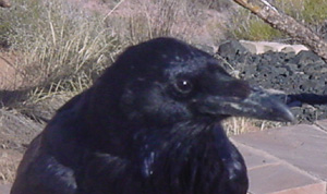 Crow Face | Pics4Learning