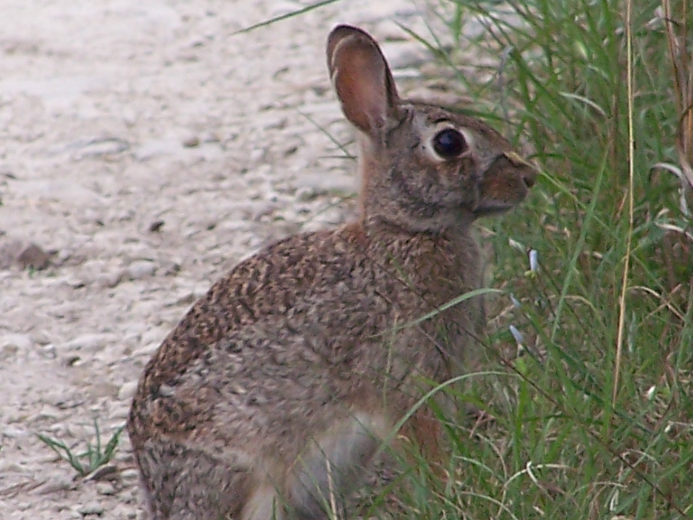 Cottontail rabbit at Wild Basin. | Pics4Learning