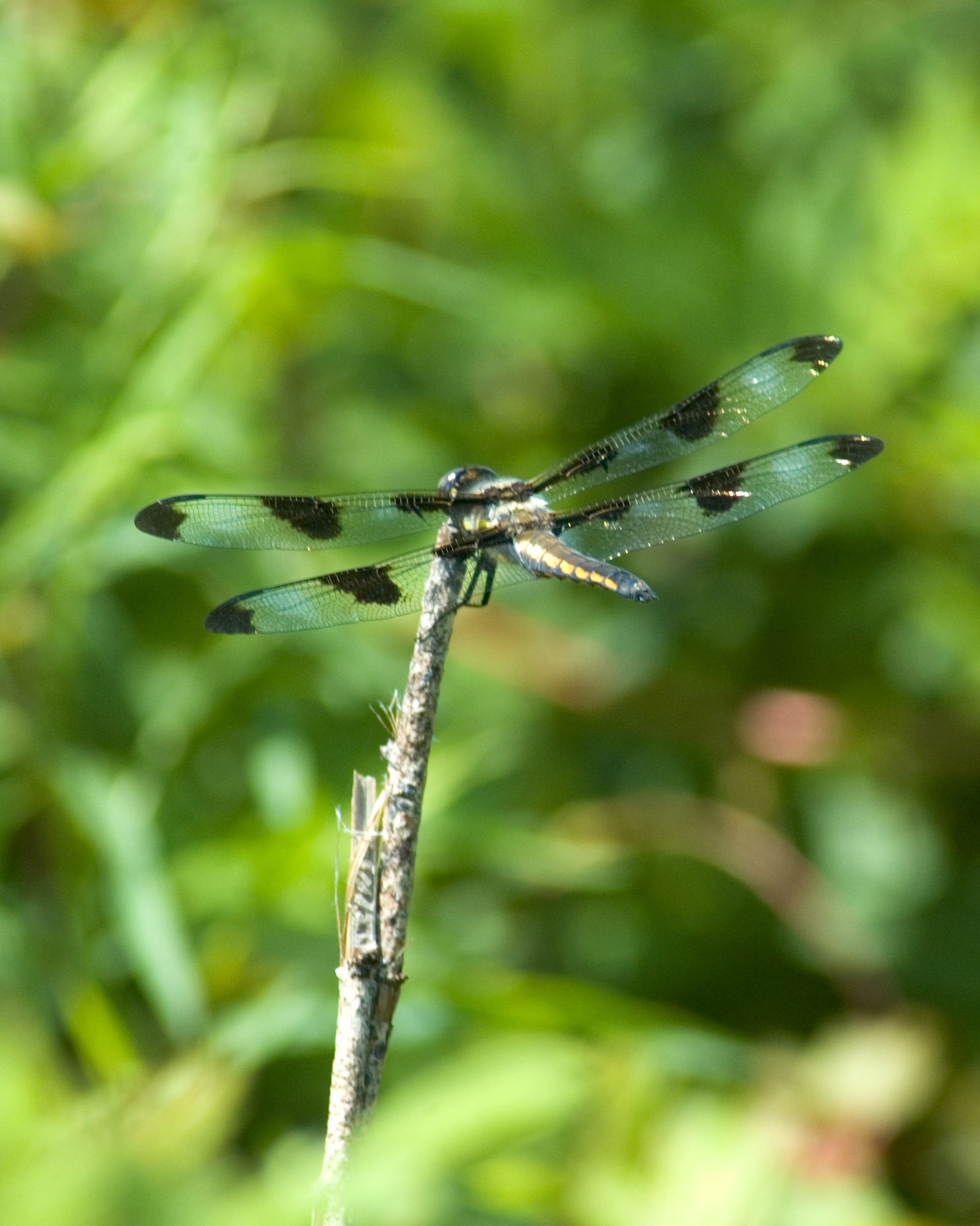 dragon fly | Pics4Learning