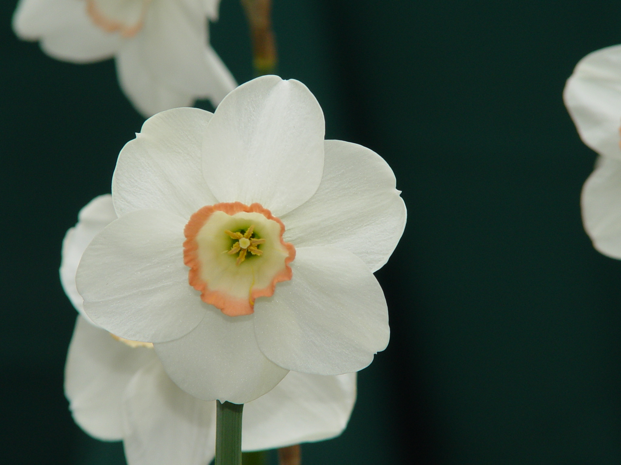 Daffodil | Pics4Learning