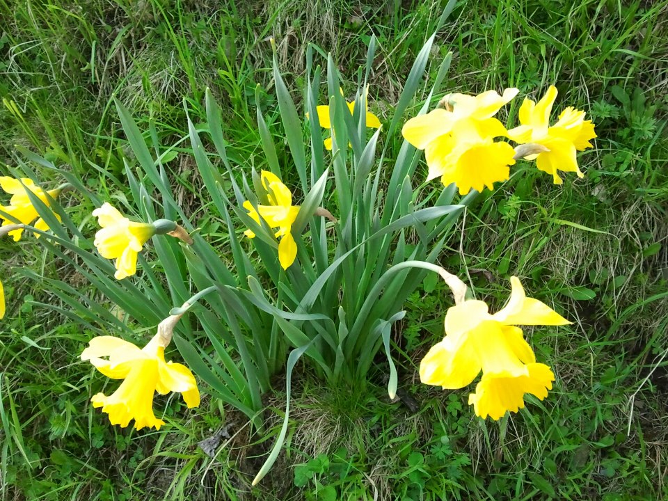 Daffodils | Pics4Learning