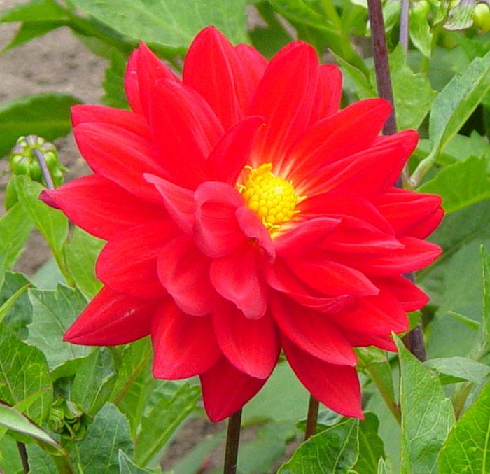 Dahlia | Pics4Learning